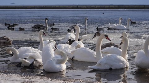 Swan Bite Other Swan Group Slow Stock Footage Video (100% Royalty-free ...