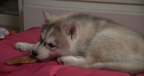 Young Siberian Husky Eating Treat On Stock Footage Video (100% Royalty ...