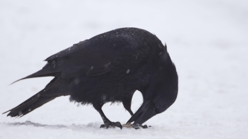 A Raven Pecks a Stick Stock Footage Video (100% Royalty-free ...
