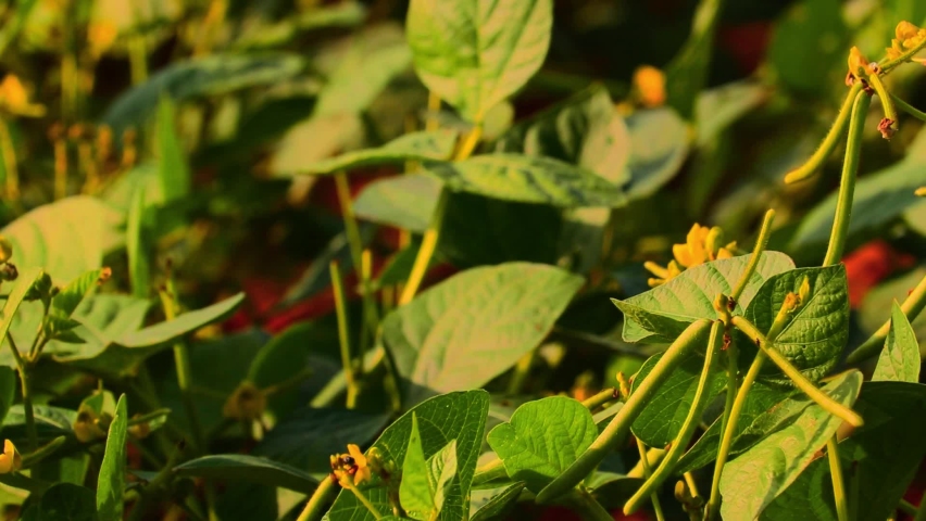 Green Mung Bean Crop Close Stock Footage Video (100% Royalty-free ...