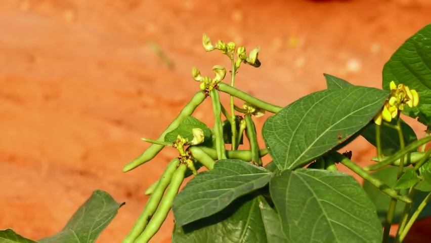 Moong plant Stock Video Footage - 4K and HD Video Clips | Shutterstock