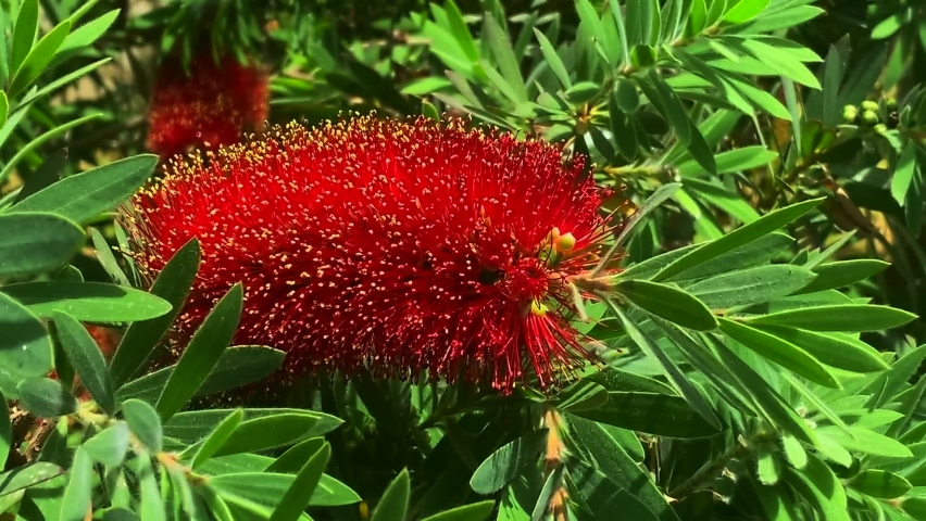 Callistemon Tree Stock Video Footage - 4K and HD Video Clips | Shutterstock