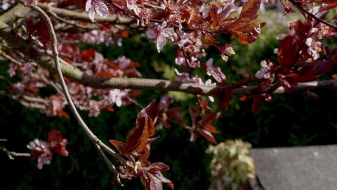 Beautiful Spring Scene Blood Plum Tree Stock Footage Video (100% ...
