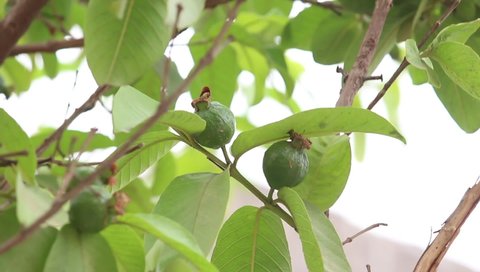 Guava tree Stock Video Footage - 4K and HD Video Clips | Shutterstock