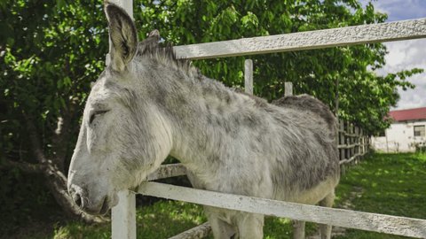 Donkey Pen Farm Stock Footage Video (100% Royalty-free) 1073140922 ...