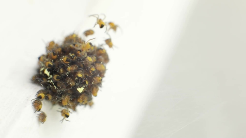 Spiderling ball Stock Video Footage - 4K and HD Video Clips | Shutterstock