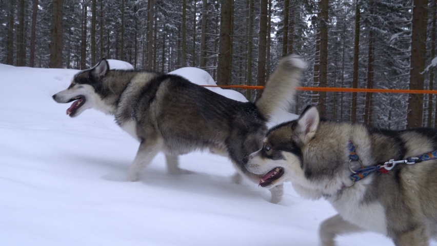 Wolf Side View Stock Video Footage - 4K and HD Video Clips | Shutterstock