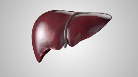 Human liver anatomy Stock Video Footage - 4K and HD Video Clips ...