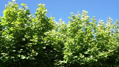 670 Plane tree texture Stock Video Footage - 4K and HD Video Clips ...