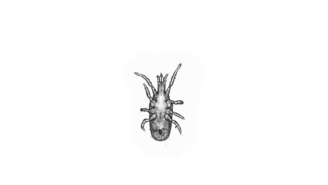 Predatory Mite Acari Order Mesostigmata Under Stock Footage Video (100% ...