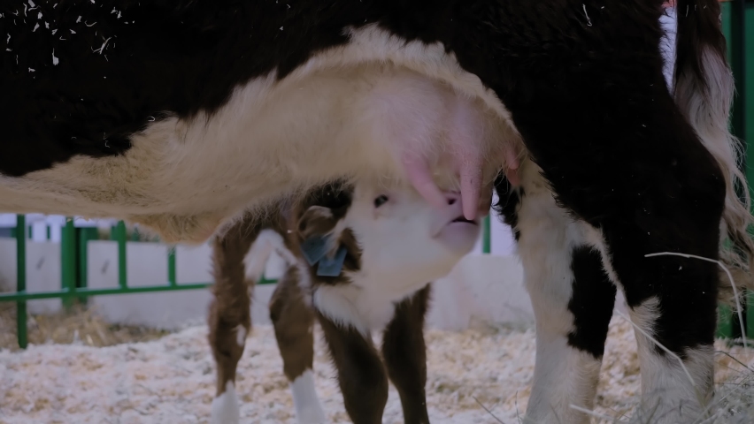 Calf Nursing Stock Video Footage - 4K and HD Video Clips | Shutterstock