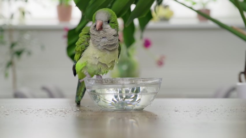 Parrot drinking water Stock Video Footage - 4K and HD Video Clips ...