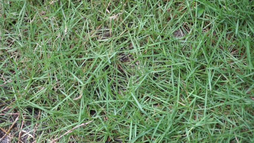 Agrostis Stolonifera (creeping Bent Grass, Stock Footage Video (100% ...