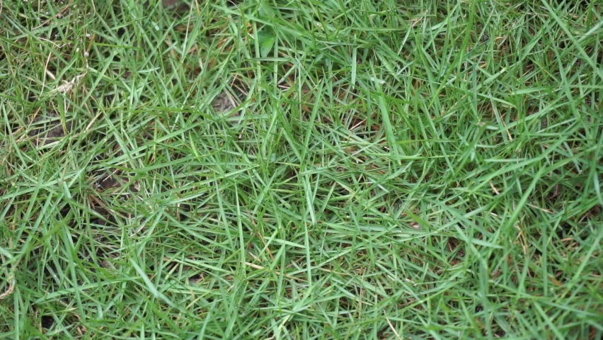 Agrostis Stolonifera (creeping Bent Grass, Stock Footage Video (100% ...