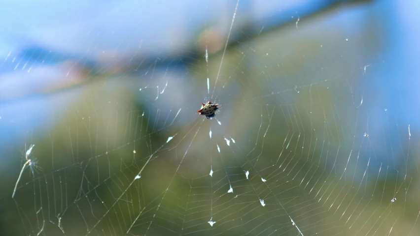 Spiked Spider Stock Video Footage - 4K and HD Video Clips | Shutterstock