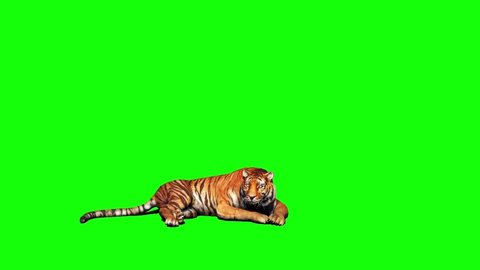 Tiger green screen Stock Video Footage - 4K and HD Video Clips ...