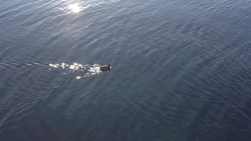 Duckling swimming through the water image - Free stock photo - Public ...