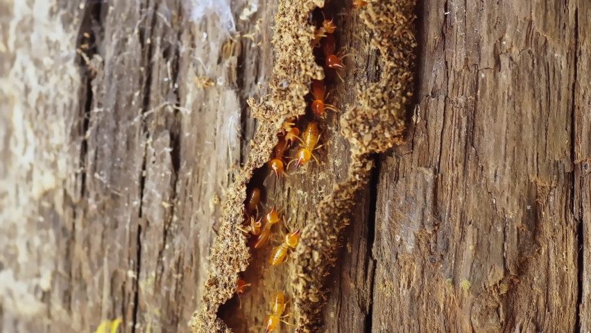 Termite destroy house Stock Video Footage - 4K and HD Video Clips ...