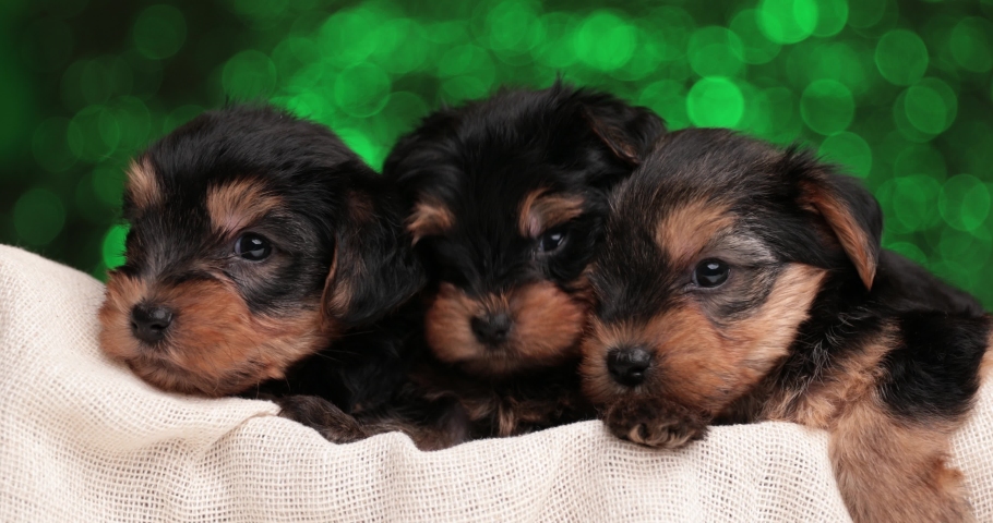 Baby yorkshire terrier Stock Video Footage - 4K and HD Video Clips ...