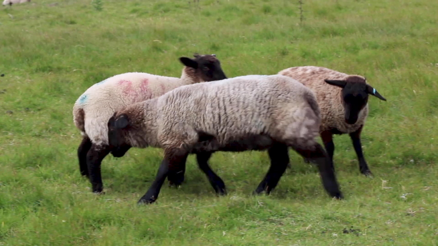 sheep head butting pushing away outsider Stock Footage Video (100% ...