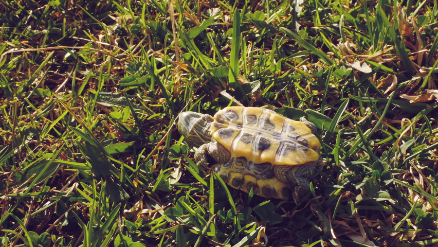 Turtle roll Stock Video Footage - 4K and HD Video Clips | Shutterstock