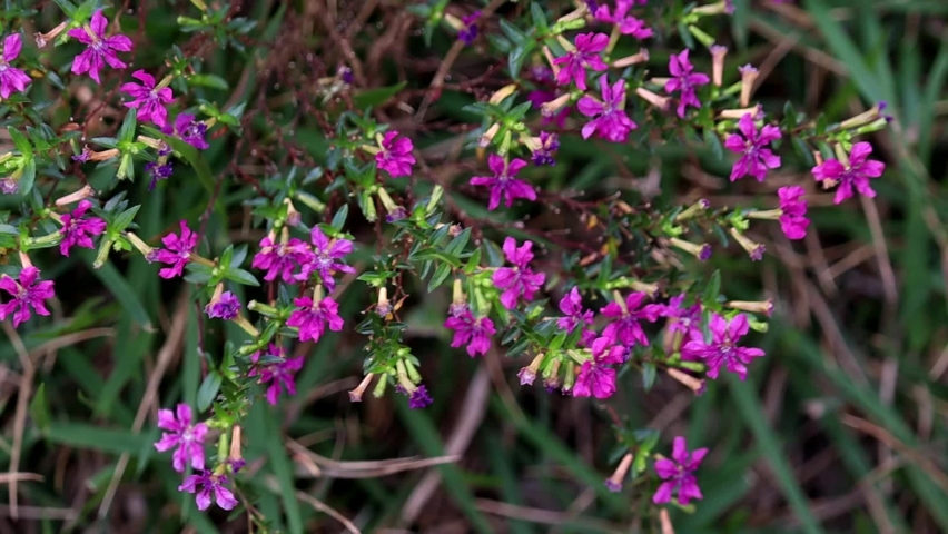 Cuphea Hyssopifolia Stock Video Footage - 4K and HD Video Clips ...