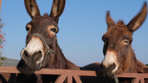 Closeup Happy Donkeys Looking Camera Stock Footage Video (100% Royalty ...