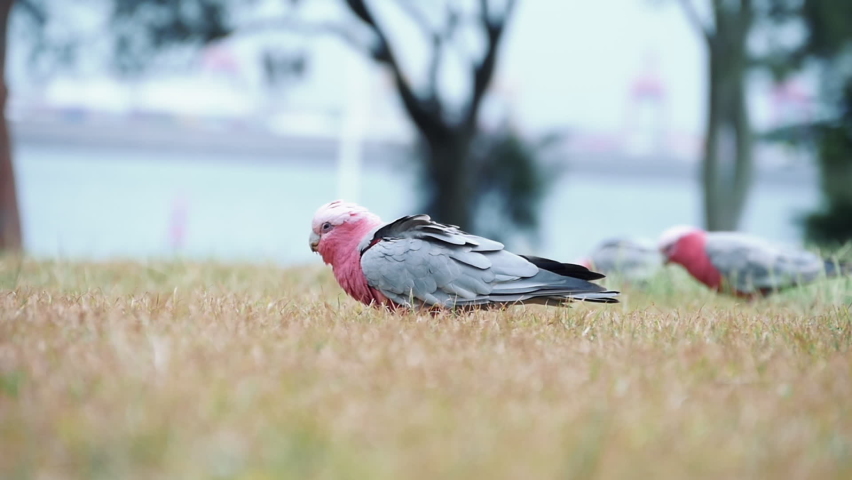 Kamay Botany Bay National Park Stock Video Footage - 4K and HD Video ...