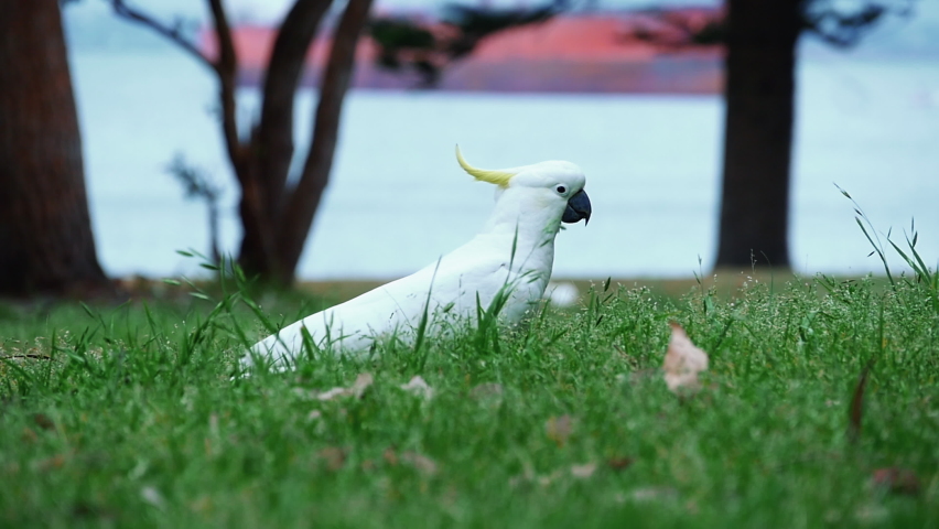 Bay crest park Stock Video Footage - 4K and HD Video Clips | Shutterstock