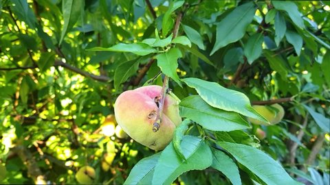 Spanish Peach Tree Filled Fruit Flat Stock Footage Video (100% Royalty ...