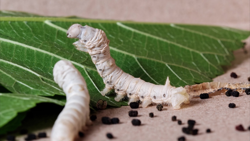 Silkworm rearing Stock Video Footage - 4K and HD Video Clips | Shutterstock