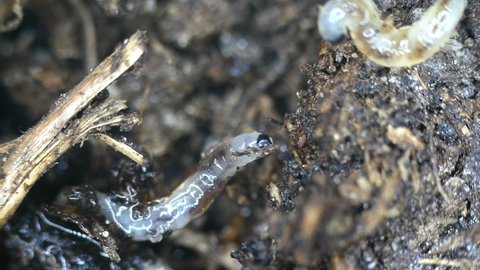 Darkwinged Fungus Gnat Larva Under Microscope Stock Footage Video (100% ...