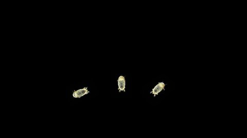 Miteacari Family Tarsonemidae Under Microscope Order Stock Footage ...