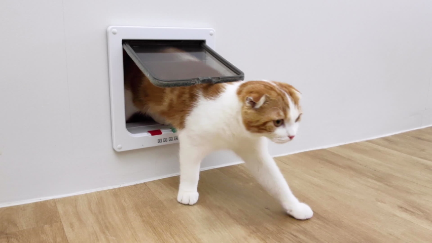 Cute tabby cats at door Stock Video Footage - 4K and HD Video Clips ...