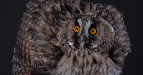 Beautiful Eagle Owl Puffing On Black Stock Footage Video (100% Royalty ...
