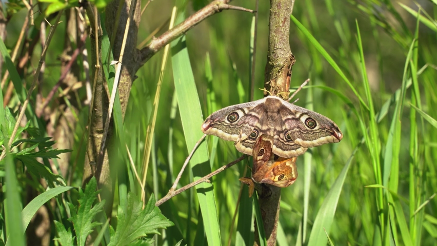 Saturniid Moth Stock Video Footage - 4K and HD Video Clips | Shutterstock