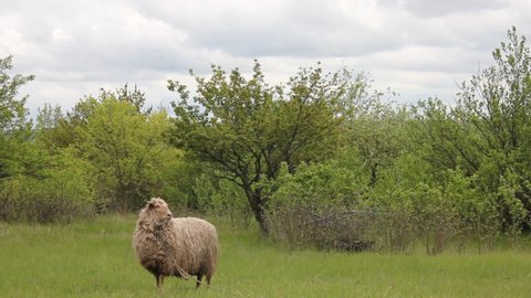 Footage Sheep Tethered Peg Grazing Rural Stock Footage Video (100% ...