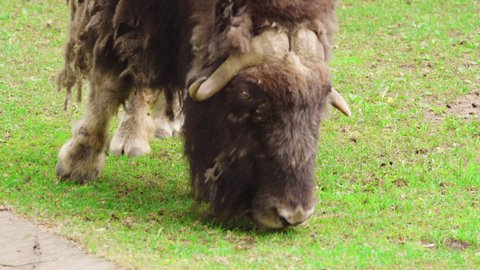 Musk Ox Eating Grass Zoo Aviary Stock Footage Video (100% Royalty-free ...