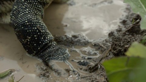 Asian Water Monitor Claws Mud Stock Footage Video (100% Royalty-free ...