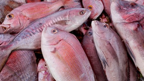 Closeup Freshly Caught Dentex Gibbosus Fish Stock Footage Video (100% ...