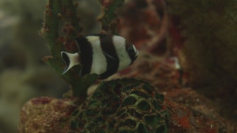 Dascyllus Aruanus Known Commonly Whitetail Dascyllus Stock Footage ...