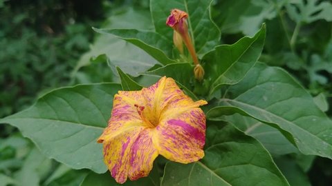 Gulbas Flower Marvel Peru Four O Stock Footage Video (100% Royalty-free ...