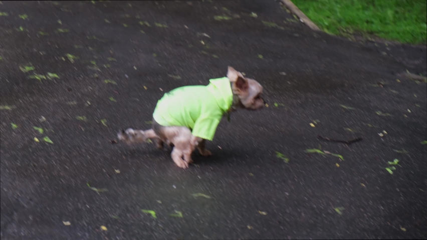 Step on dog poop Stock Video Footage - 4K and HD Video Clips | Shutterstock