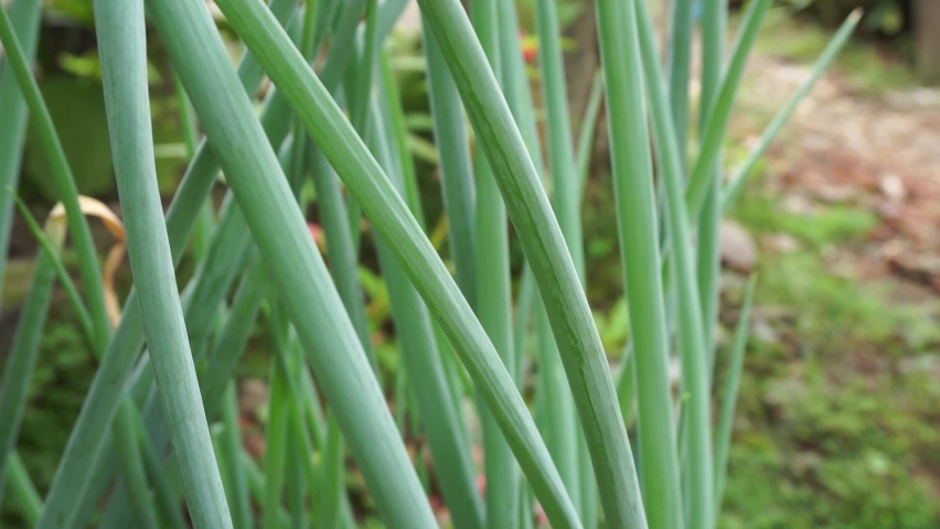 Green Spring Onion with a Stock Footage Video (100% Royalty-free ...
