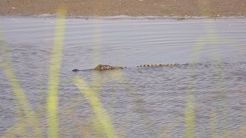 American Alligator Grabbing Grabs Small Fish Stock Footage Video (100% ...