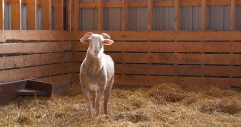 Sheep Broken Leg Moves Out Wooden Stock Footage Video (100% Royalty ...