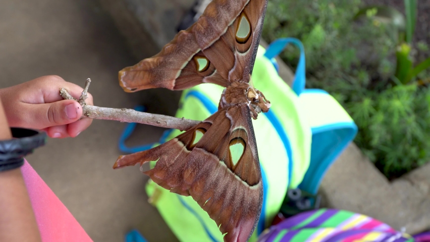 Hercules moth Stock Video Footage - 4K and HD Video Clips | Shutterstock