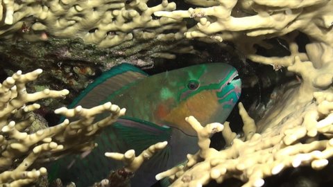 Parrot Fish Sleeping Night Mucus Cocoon Stock Footage Video (100% ...