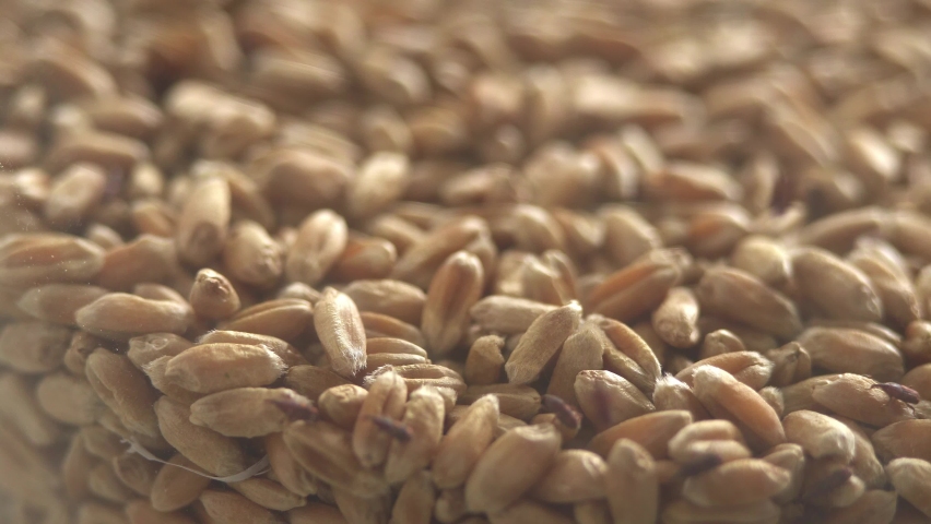 Grain Weevil Stock Video Footage - 4K and HD Video Clips | Shutterstock