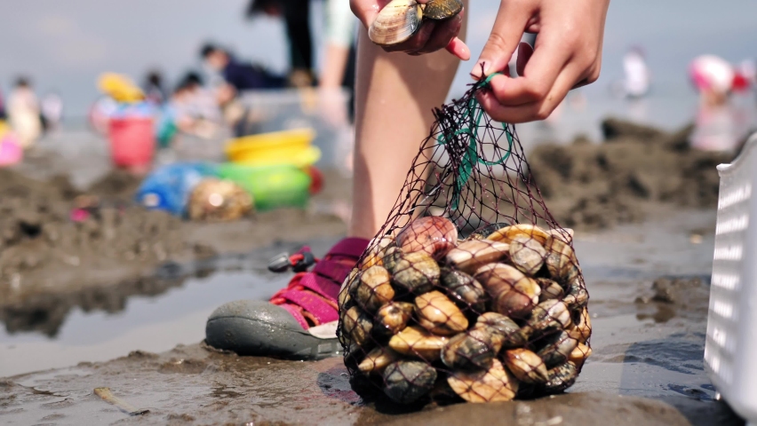 Digging clams Stock Video Footage - 4K and HD Video Clips | Shutterstock